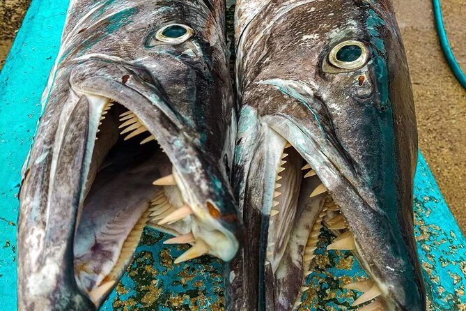 Spearfishing Playa del Carmen or Tulum - Final Thoughts