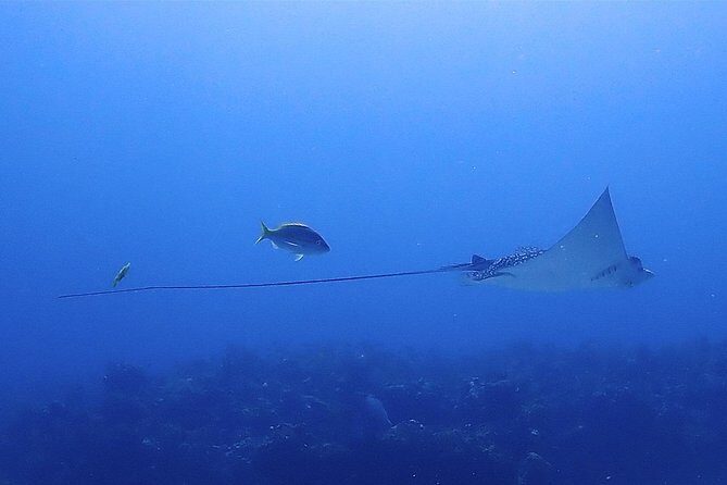 SPECIAL!! 2 Tank Wreck & Drift Reef dives - A Closer Look at the Tour Experience