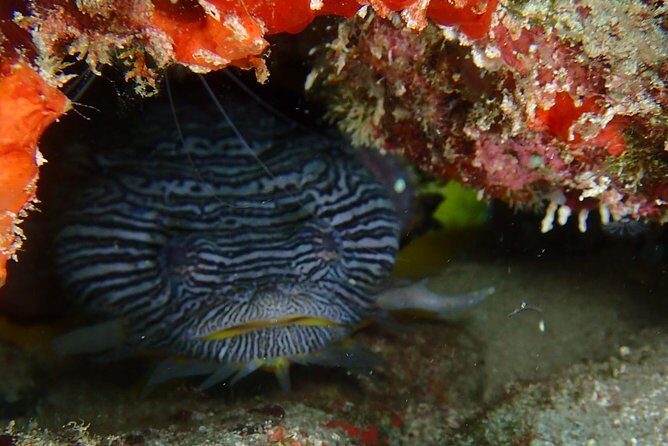 SPECIAL!! 2 Tank Wreck & Drift Reef dives - The Sum Up