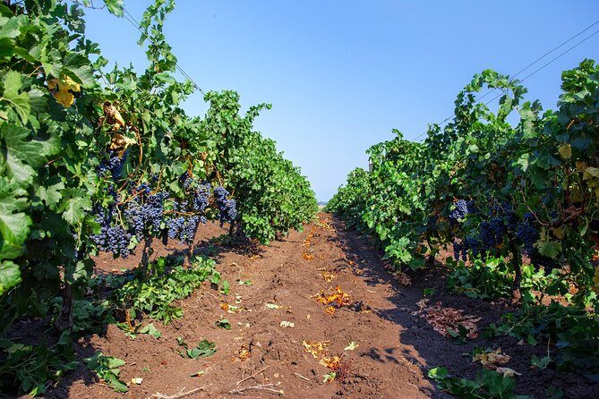 Special History And Wine Tour including Wine Tasting - Key Points