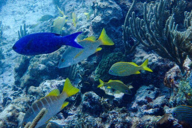 SPECIAL! Snorkel at MUSA - The Underwater Museum Reservation - The Experience: Guided, Safe, and Enjoyable