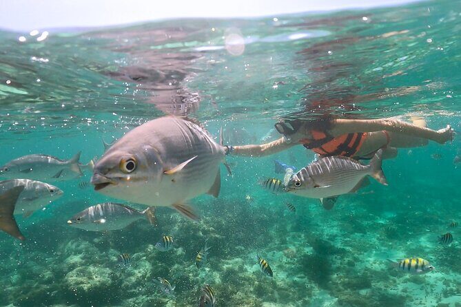Speed Boat Snorkeling in Cancun with Mayan Ceremony and Tasting - Key Points