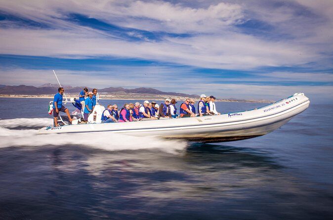 Speed Boat Whale Watching Tour - Authentic Experiences from Past Travelers