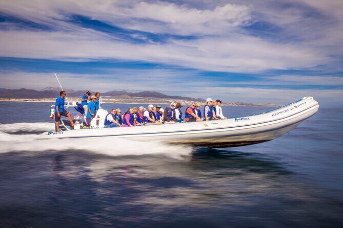 Speed Boat Whale Watching Tour - FAQs