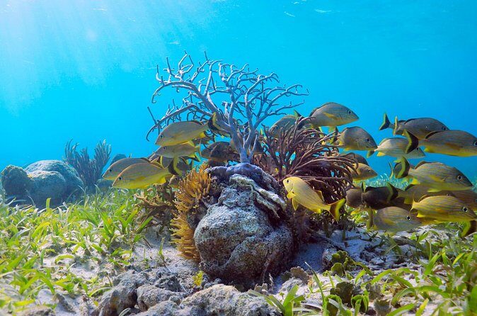Speed Through Cancun: Explore Mangroves, Reefs & MUSA in One Tour - Frequently Asked Questions
