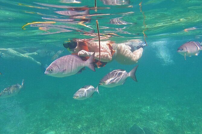 Speedboat and Snorkel Cancun Adventure with Transportation - The Sum Up  