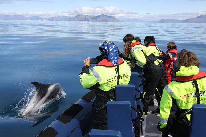 Speedboat Whale Watching Small-Group Tour in Reykjavik - Highlights from Real Travelers