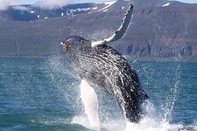 Speedboat Whale Watching Small-Group Tour in Reykjavik - Final Thoughts: Is This Tour Worth It?