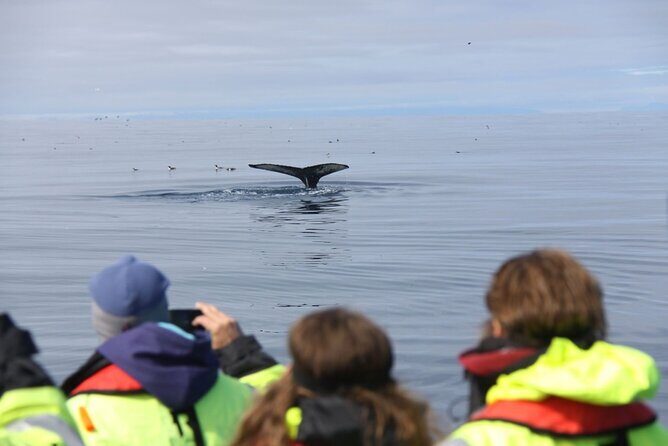 Speedboat Whale Watching Small-Group Tour in Reykjavik - FAQs