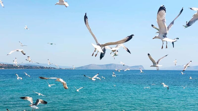 Spetses Island: Full Day Trip from Athens with Swimming - Final Thoughts