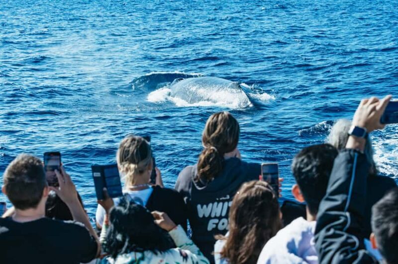 Spirit of Gold Coast 2.5-Hour Whale Watching Tour - Starting Point and Accessibility