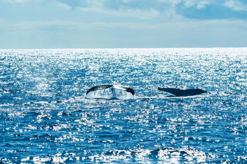 Spirit of Gold Coast 2.5-Hour Whale Watching Tour - The Duration and Schedule
