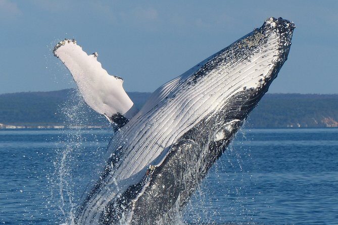 Spirit of Hervey Bay Whale Watching Cruise - Whale Encounters and Reviewer Insights