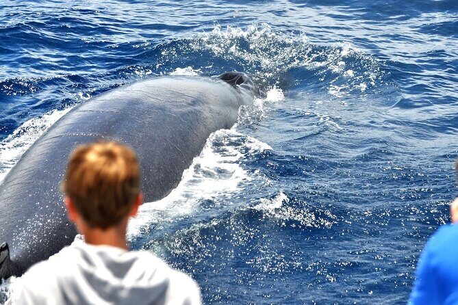Spirit of the Sea: Cetacean sighting in Gran Canaria - Sightings and Success Rate