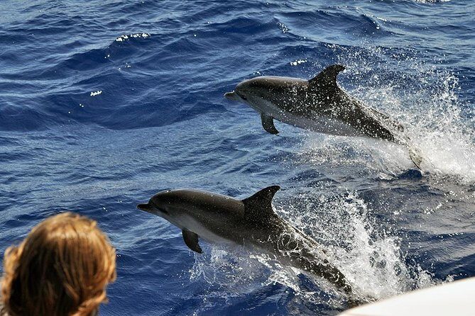 Spirit of the Sea: Cetacean sighting in Gran Canaria - Pricing and Value