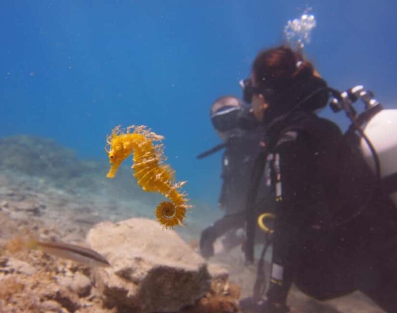 Split-Makarska-Brela Try SCUBA Dive - Key Points