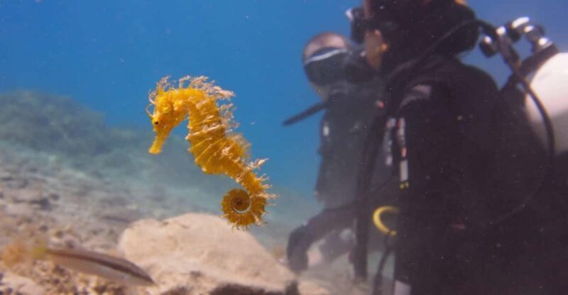 Split-Makarska-Brela Try SCUBA Dive - The Experience: What to Expect from Start to Finish