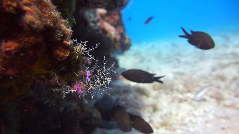 Split-Makarska-Brela Try SCUBA Dive - Who Should Book This Experience?