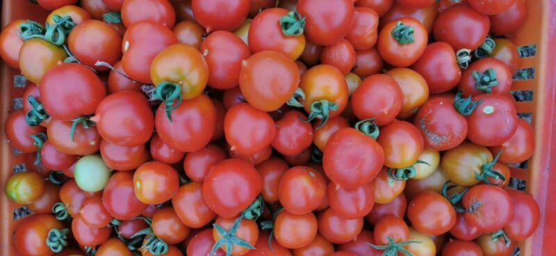 Split; Private Morning Walking Tour in Split - The Sum Up