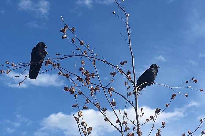 Spoken Treasures: Stanley Park Indigenous Walking Tour - An In-Depth Look at the Stanley Park Indigenous Walking Tour