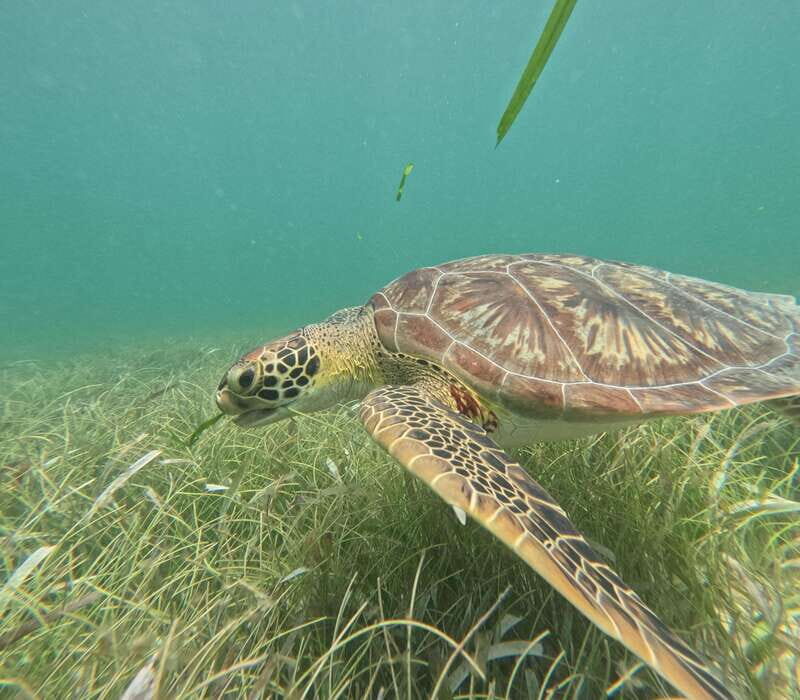 sport fishing and snorkeling in the reef in costa maya