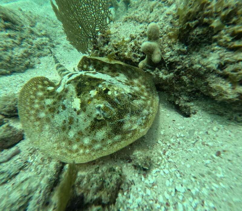 sport fishing and snorkeling in the reef in costa maya - Who Will Love This Tour?