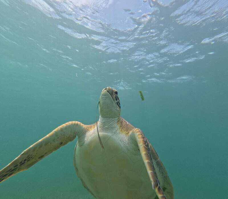 sport fishing and snorkeling in the reef in costa maya - Frequently Asked Questions