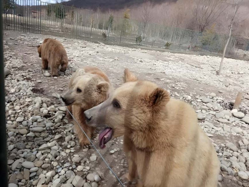 Spring in Tbilisi: Sabaduri, Jvari, Bears & Chronicle - Key Points  