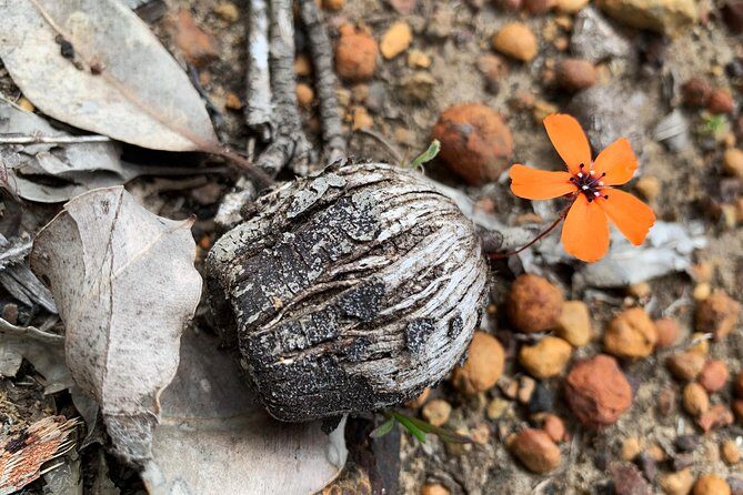 Spring Wildflower Private Day Tours - What’s Included and What to Expect