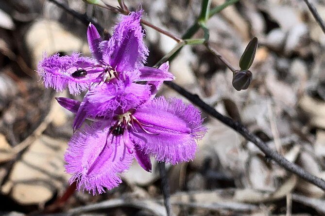 Spring Wildflower Private Day Tours - Practical Considerations