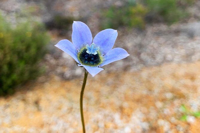 Spring Wildflower Private Day Tours - Who Will Love This Tour?