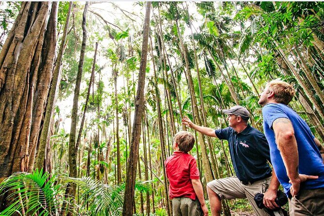 Springbrook Waterfalls & Natural Bridge Tour from Gold Coast - Why the Springbrook Waterfalls & Natural Bridge Tour Stands Out