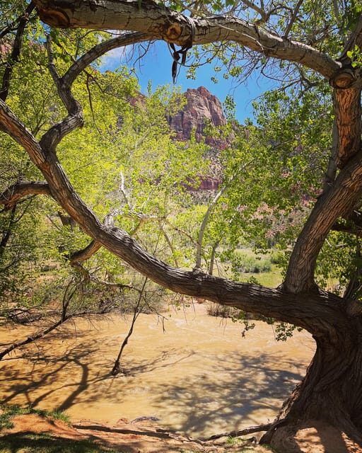 Springdale: Guided eBike Tour in Zion National Park - The Sum Up