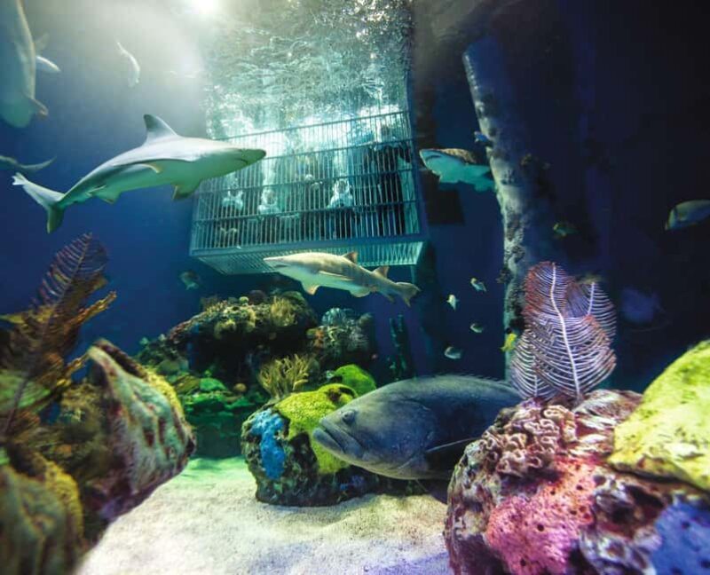 Springfield: Wonders of Wildlife National Museum & Aquarium - The Value and Pricing