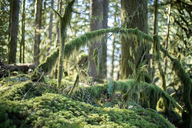 Squamish Trail Running Adventure - Analyzing the Value: Is It Worth It?