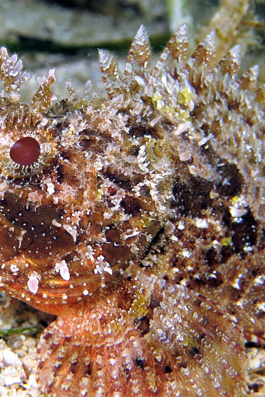 SSI Try Scuba Diving in the sea - Final Thoughts