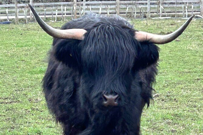 St Andrews & Fishing Villages of Fife Private Tour from Glasgow - Authentic Experiences Highlighted by Reviewers