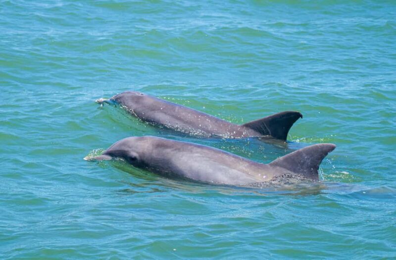 St. Augustine: Expert-Led Dolphin & Wildlife Eco Adventure - The Itinerary: What You’ll Actually See and Experience