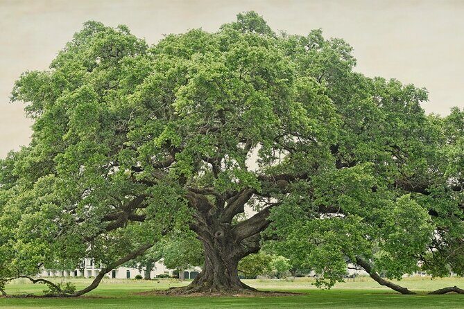 St. Joseph Plantation Tour - Final Thoughts