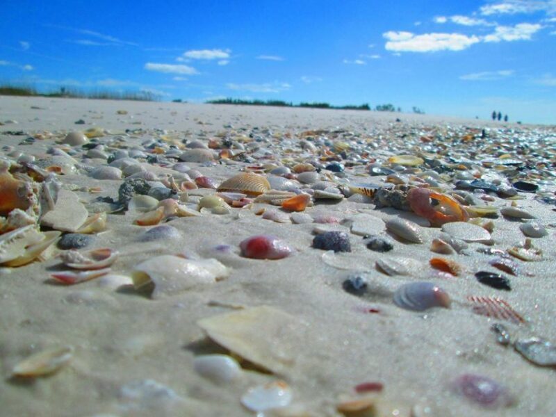 St. Petersburg, FL: 4-Hour Private Beach Tour - A Deep Dive Into the Experience