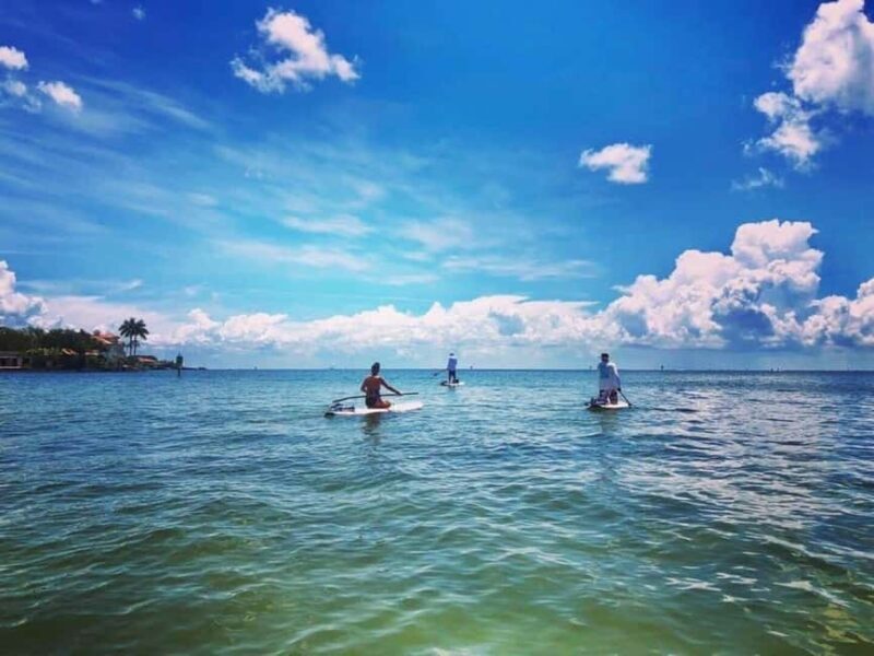 St. Petersburg: Paddle Board Tour with Wildlife Spotting - A Deep Dive into the Paddleboard Experience