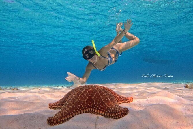 Star and Turtle Sanctuary Snorkeling Tour in Cozumel - Key Points