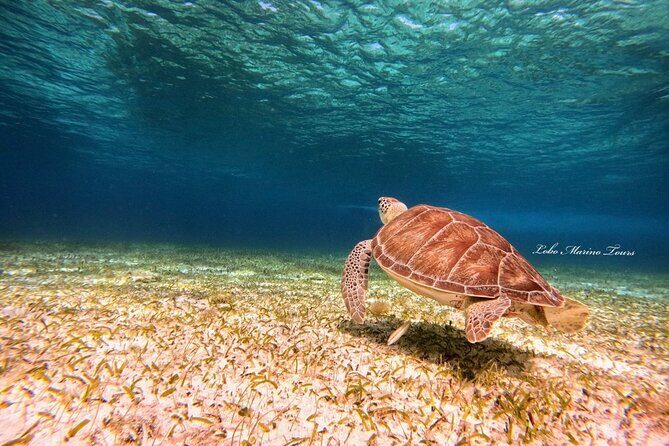 Star and Turtle Sanctuary Snorkeling Tour in Cozumel - Who Will Love This Tour?