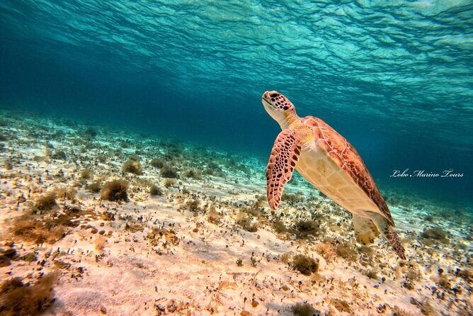 Star and Turtle Sanctuary Snorkeling Tour in Cozumel - The Sum Up