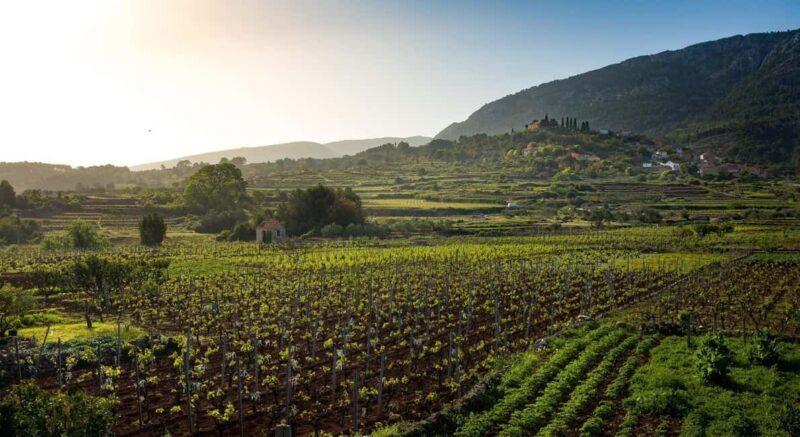 Stari Grad: Private Tuk-Tuk tour with Wine tasting - Frequently Asked Questions