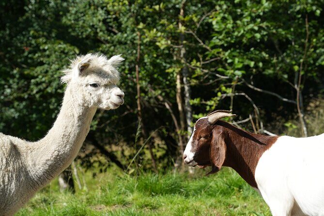 Steim Farm Experience in Vik, Norway - Key Points