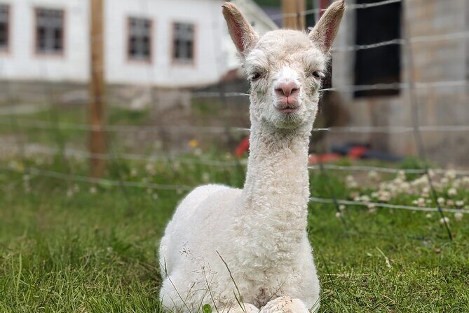 Steim Farm Experience in Vik, Norway - Why This Tour Works Well for Different Travelers