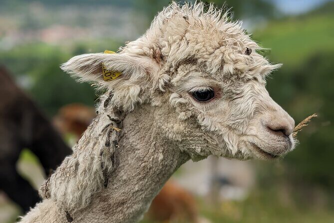 Steim Farm Experience in Vik, Norway - Frequently Asked Questions