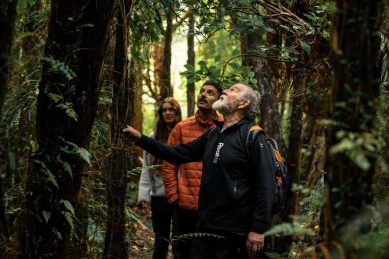 Stewart Island: Guided Wilderness Walk - Key Points