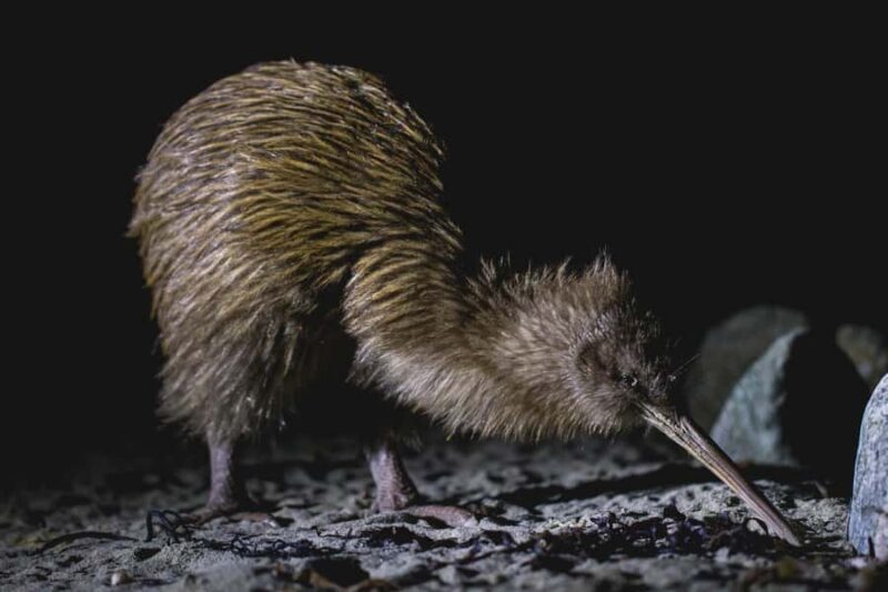 Stewart Island: Wild Kiwi Experiences - Key Points